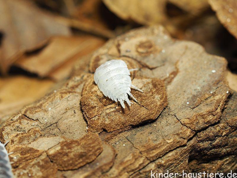Asseln als Haustiere - kinder-haustiere.de
