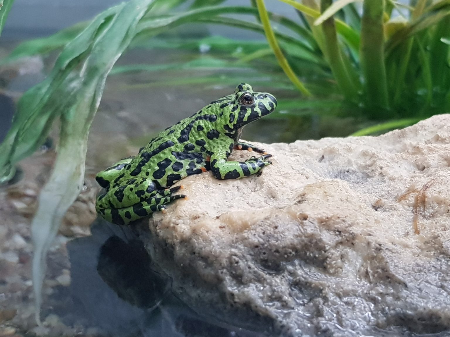 Haltung von Rotbauch-Unken und Gelbbauch-Unken im Aquaterrarium