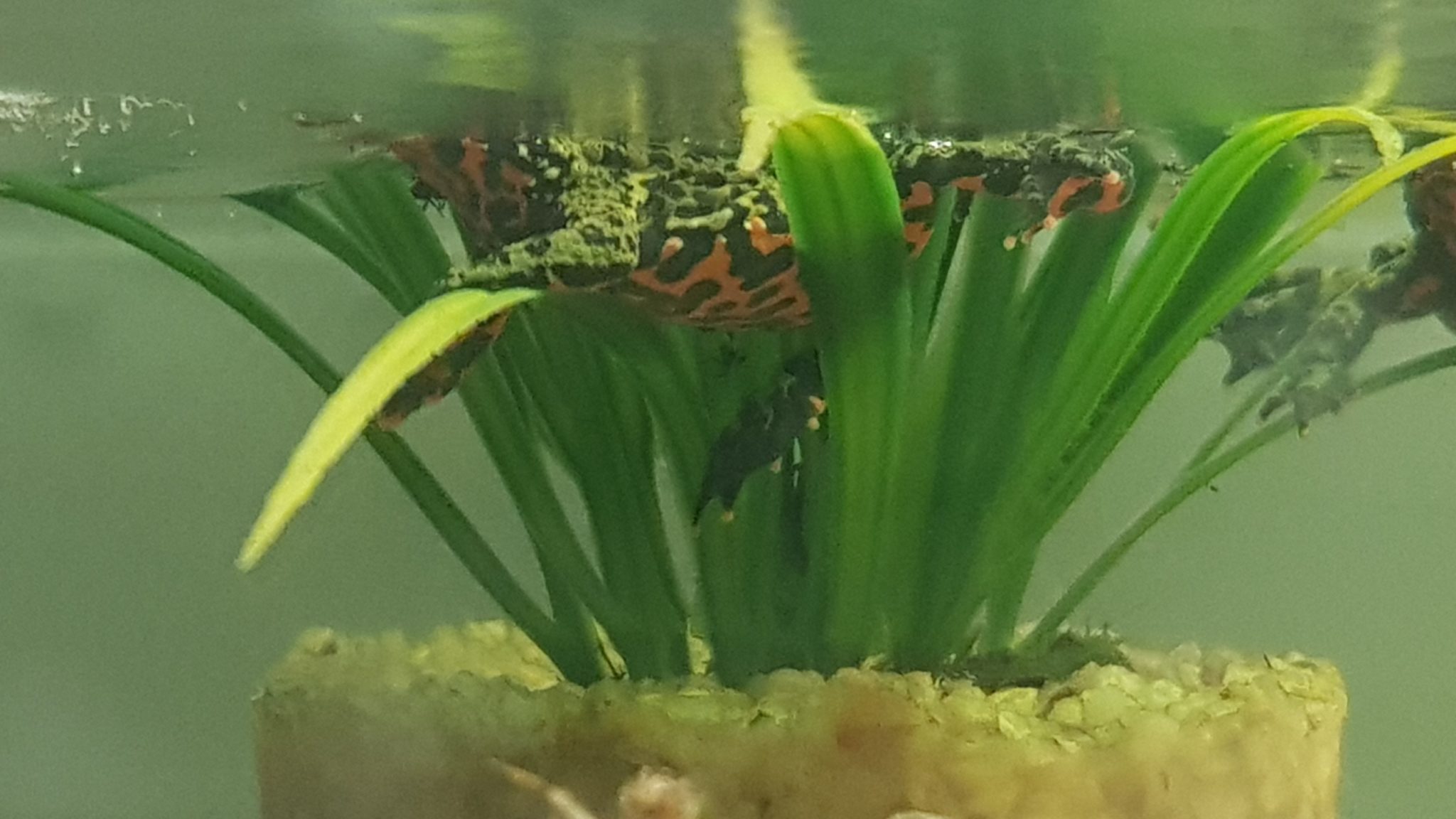 Haltung von Rotbauch-Unken und Gelbbauch-Unken im Aquaterrarium