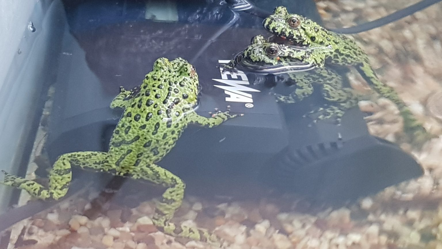 Haltung von Rotbauch-Unken und Gelbbauch-Unken im Aquaterrarium