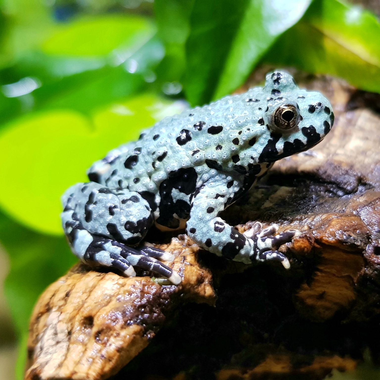 Haltung von Rotbauch-Unken und Gelbbauch-Unken im Aquaterrarium